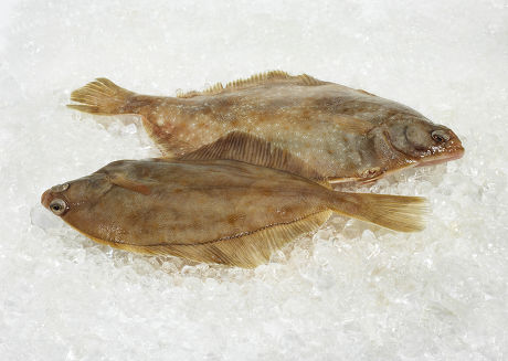 30 Brill fish Stock Pictures, Editorial Images and Stock Photos ...