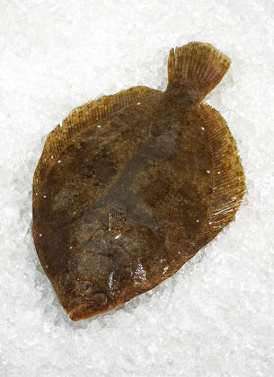 Brill Scophthalmus Rhombus Fresh Fish On Editorial Stock Photo - Stock ...