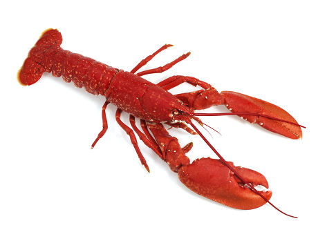 44 Common lobster Stock Pictures, Editorial Images and Stock Photos ...