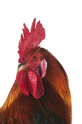 Gaulois Dore Domestic Chicken French Breed Editorial Stock Photo ...
