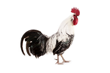 Brakel Braekel Domestic Chicken Belgian Breed Editorial Stock Photo ...