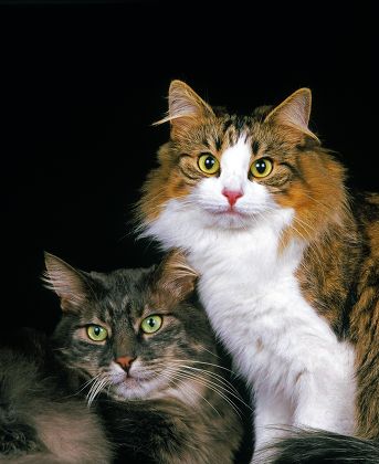 44 Skogkatt cat Stock Pictures, Editorial Images and Stock Photos ...