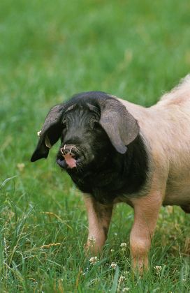 Basque Domestic Pig French Breed Editorial Stock Photo - Stock Image ...