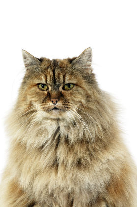 38 Tortoise shell persian cat Stock Pictures, Editorial Images and ...