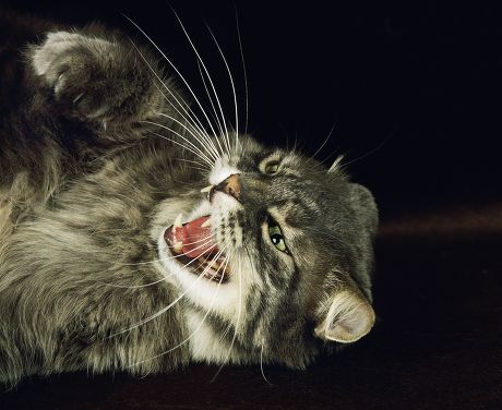 44 Skogkatt cat Stock Pictures, Editorial Images and Stock Photos ...