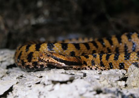 Asp Viper Vipera Aspis Editorial Stock Photo - Stock Image | Shutterstock