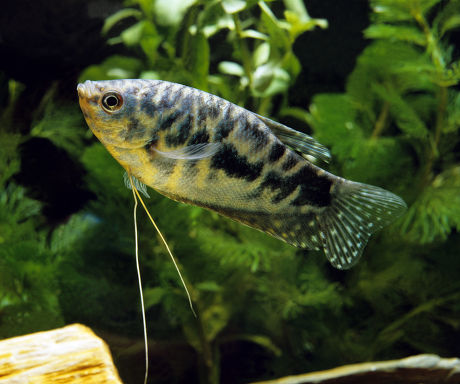 11 Trichogaster Stock Pictures, Editorial Images and Stock Photos ...