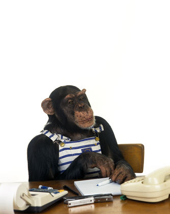 48 Trained chimpanzee Stock Pictures, Editorial Images and Stock Photos ...