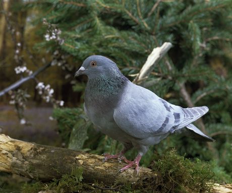 Blue Mondain Domestic Pigeon Editorial Stock Photo - Stock Image ...