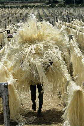 Rope Factory Sisal Plant Agave Sisalana Editorial Stock Photo - Stock ...