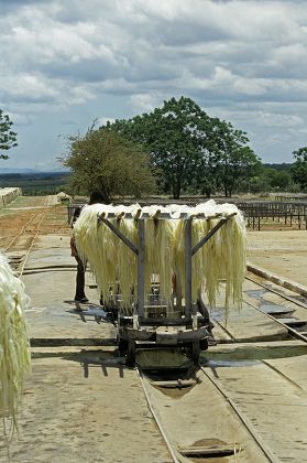 Rope Factory Sisal Plant Agave Sisalana Editorial Stock Photo - Stock ...