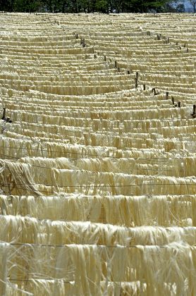 Rope Factory Sisal Plant Agave Sisalana Editorial Stock Photo - Stock ...