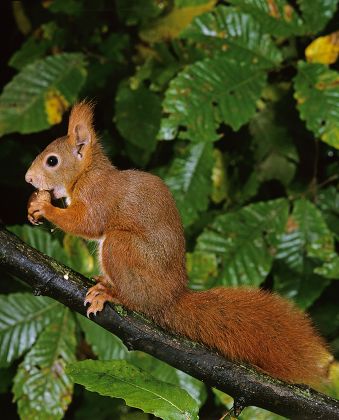 37 Chestnut squirrel Stock Pictures, Editorial Images and Stock Photos ...