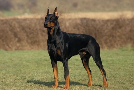 Male Dobermann Dog Dobermann Pinscher Old Editorial Stock Photo - Stock ...