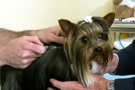 18 Animal inoculation Stock Pictures, Editorial Images and Stock Photos ...