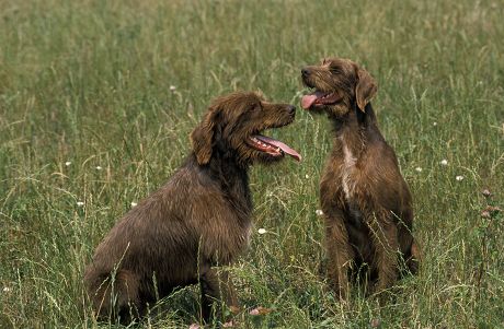 Pudel Pointer Dog Editorial Stock Photo - Stock Image | Shutterstock