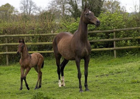 Akhal Teke Horse Breed Turkmenistan Mare Editorial Stock Photo - Stock ...