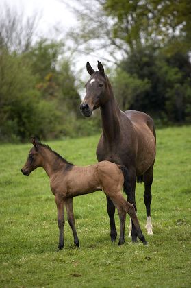 Akhal Teke Horse Breed Turkmenistan Mare Editorial Stock Photo - Stock ...
