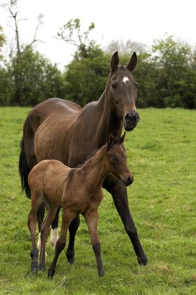 Akhal Teke Horse Breed Turkmenistan Mare Editorial Stock Photo - Stock ...