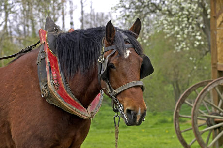 31 Norman cob horse Stock Pictures, Editorial Images and Stock Photos ...