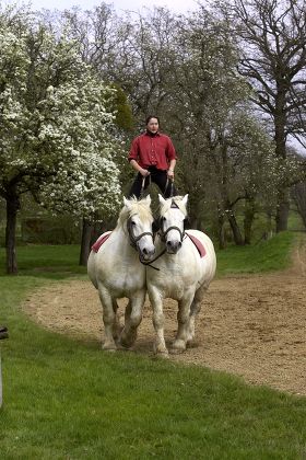 Percheron Draft Horses French Breed Training Editorial Stock Photo ...