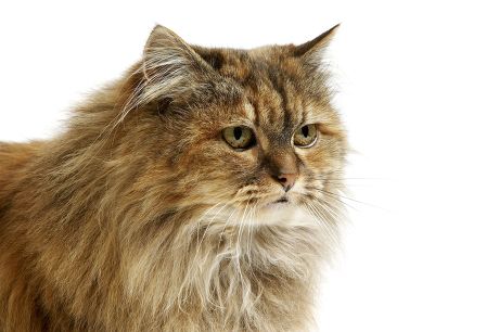 38 Tortoise shell persian cat Stock Pictures, Editorial Images and ...