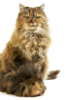 38 Tortoise shell persian cat Stock Pictures, Editorial Images and ...
