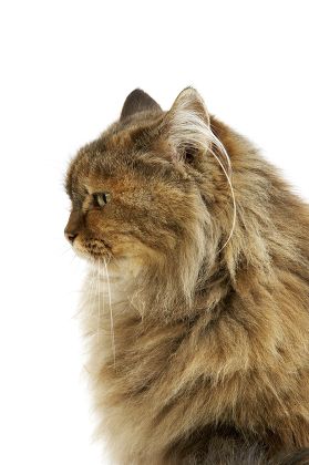 38 Tortoise shell persian cat Stock Pictures, Editorial Images and ...