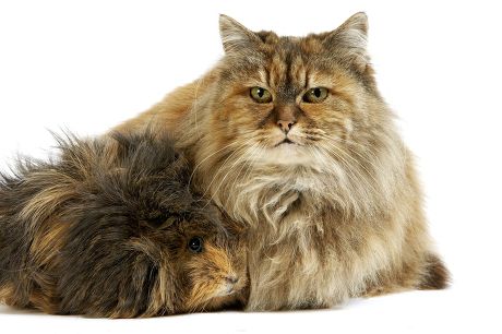 38 Tortoise shell persian cat Stock Pictures, Editorial Images and ...