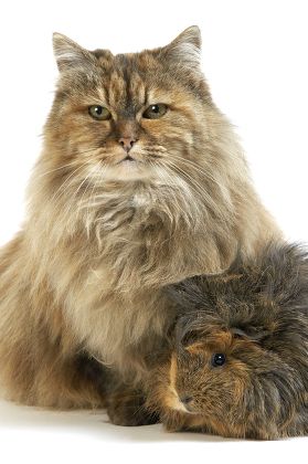 38 Tortoise shell persian cat Stock Pictures, Editorial Images and ...