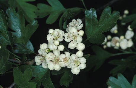 Midland Hawthorn Crataegus Laevigata Blooming Tree Editorial Stock ...