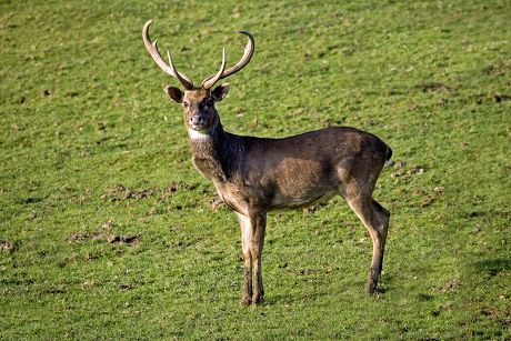Elds Deer Brownantlered Deer Cervus Eldii Editorial Stock Photo - Stock ...