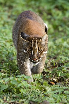 Asian Golden Cat Temminks Cat Catopuma Editorial Stock Photo - Stock ...