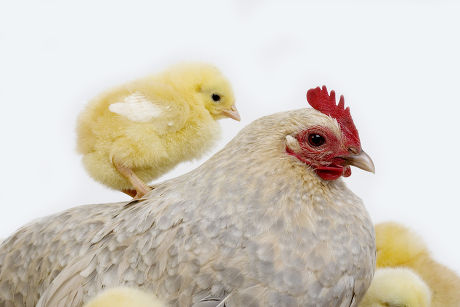 Barbu Duccle Domestic Chicken Breed Belgium Editorial Stock Photo ...