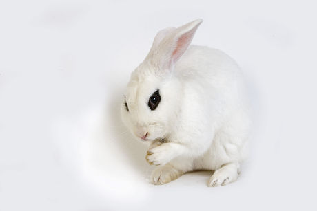 27 Hotot rabbit Stock Pictures, Editorial Images and Stock Photos ...