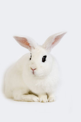 48 Rabit Stock Pictures, Editorial Images and Stock Photos | Shutterstock
