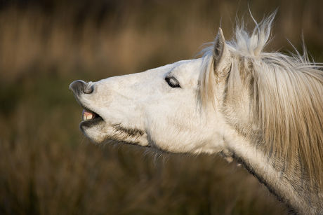Camargue Horses Flehming Saintes Marie De Editorial Stock Photo - Stock ...