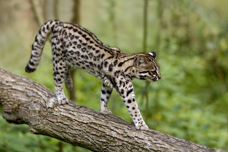 43 Leopardus tigrinus Stock Pictures, Editorial Images and Stock Photos ...
