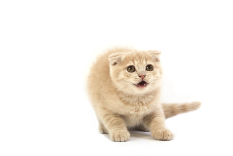 66 Cream scottish fold cat Stock Pictures, Editorial Images and Stock ...