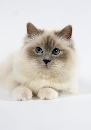 Lilac Birmanese Cat Editorial Stock Photo - Stock Image | Shutterstock