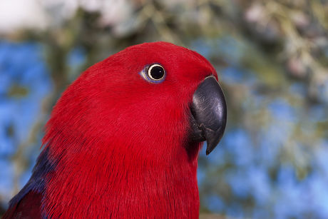 Eclectus Parrot Eclectus Roratus Portrait Female Editorial Stock Photo ...