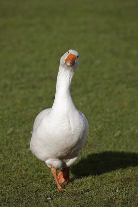 Norman Domestic Goose French Breed Normandy Editorial Stock Photo ...