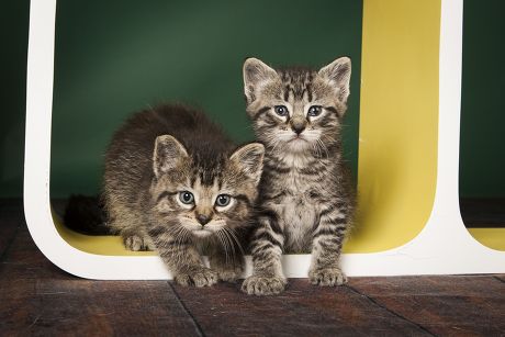 Tabby Kittens 6 Weeks Old Editorial Stock Photo - Stock Image ...