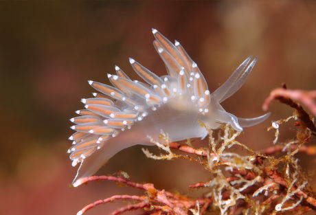 __COUNT__ Sea slugs in the Sea of Japan - Aug 2014 Stock Pictures ...