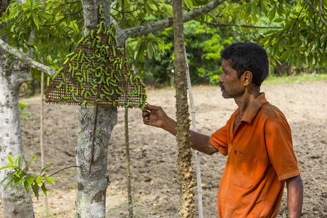 Muga Silkworms Released On Som Tree Editorial Stock Photo - Stock Image ...