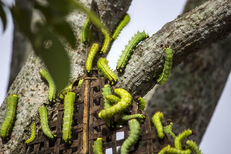 Farmer Prepares His Muga Silkworms Be Editorial Stock Photo - Stock ...