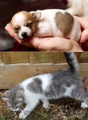 94 Fluffy dogs Stock Pictures, Editorial Images and Stock Photos ...