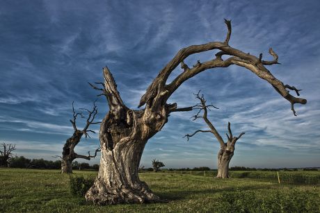 Mundon Oaks Quercus Robur Remains Mundon Editorial Stock Photo - Stock ...
