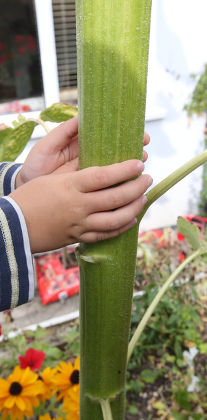 4yearold Robson Dare Measures Width Sunflowers Editorial Stock Photo ...