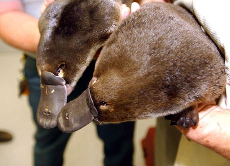 Two Platypuses Getting Health Check Editorial Stock Photo - Stock Image ...